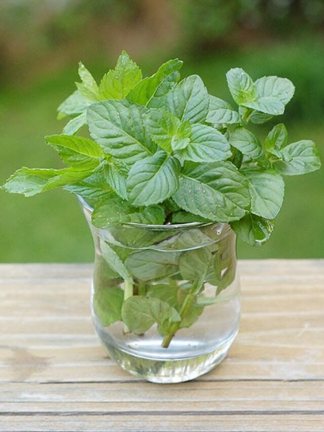Homemade Mint Vodka - Healthy Slow Cooking