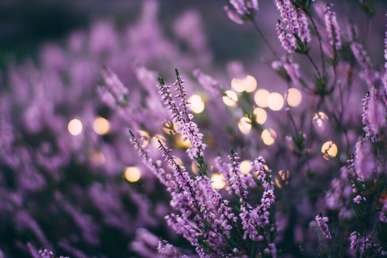 Crockpot Lavender Cocoa - Healthy Slow Cooking